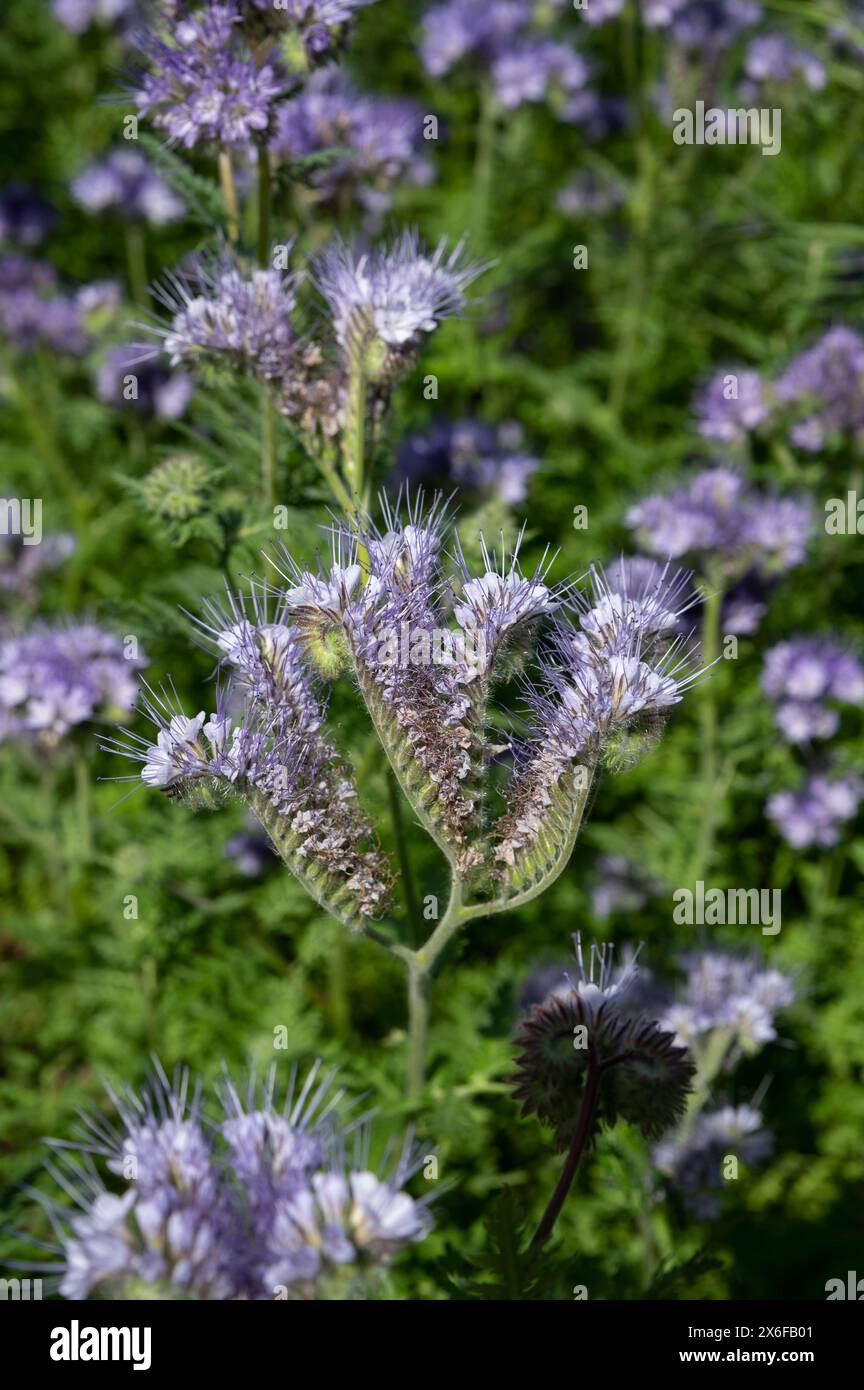 Flowering fiddleneck (Phacelia tanacetifolia). Blooming blue tansy or ...