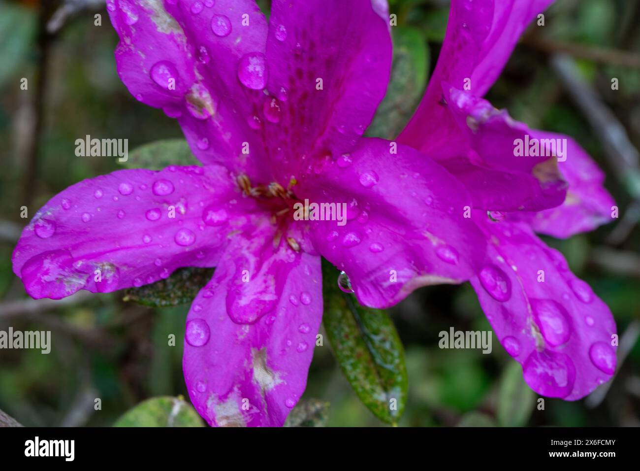 Raindop hi-res stock photography and images - Alamy