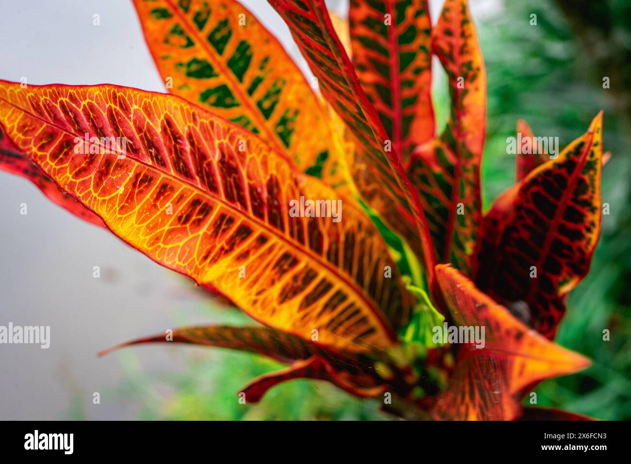 Close Up background of tropical plants with colors, at the Botanical ...