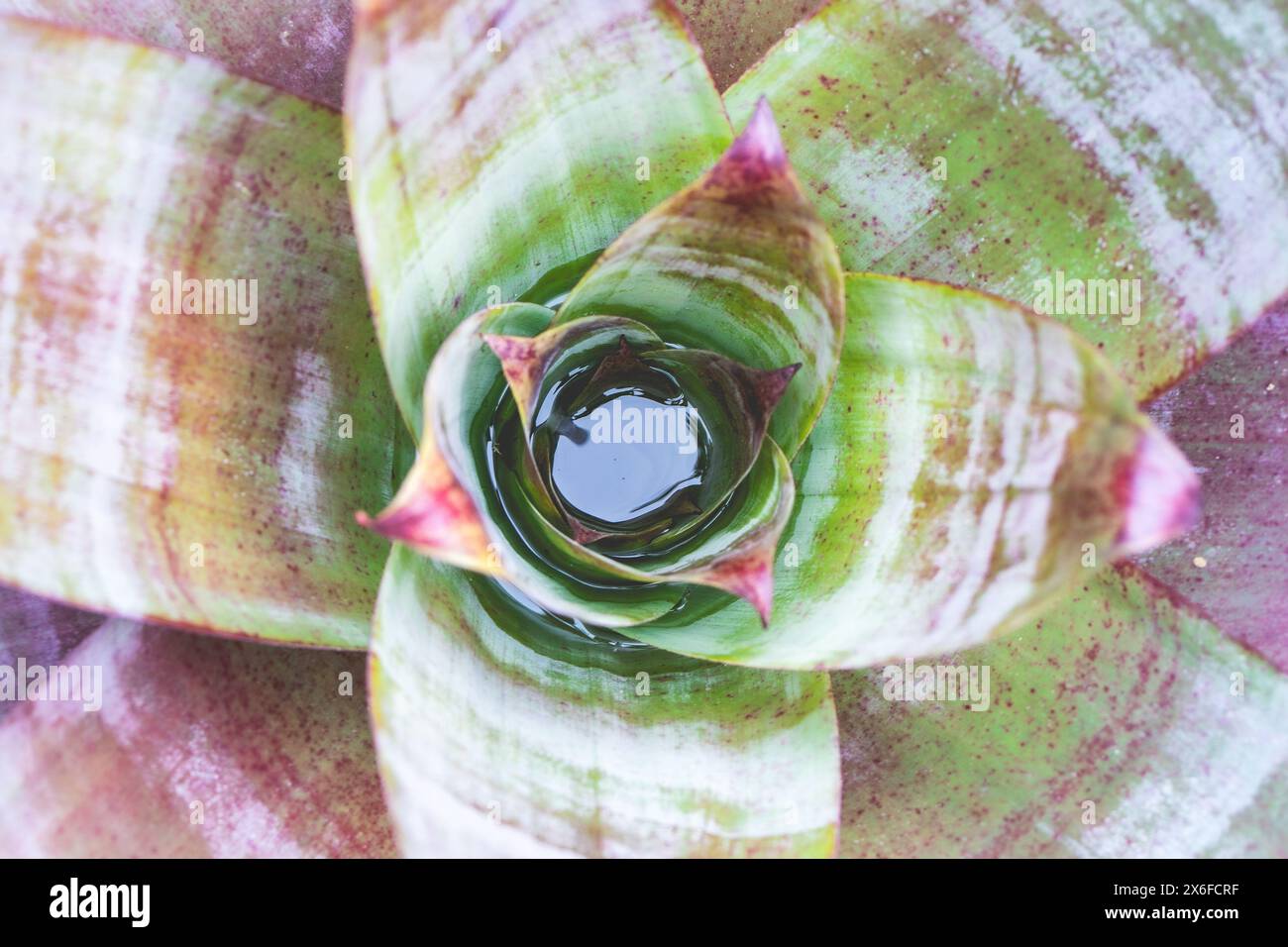 Close Up background of tropical plants with colors, at the Botanical ...