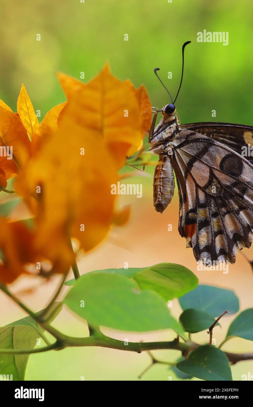 lime butterfly or lemon butterfly (papilio demoleus) also known as ...