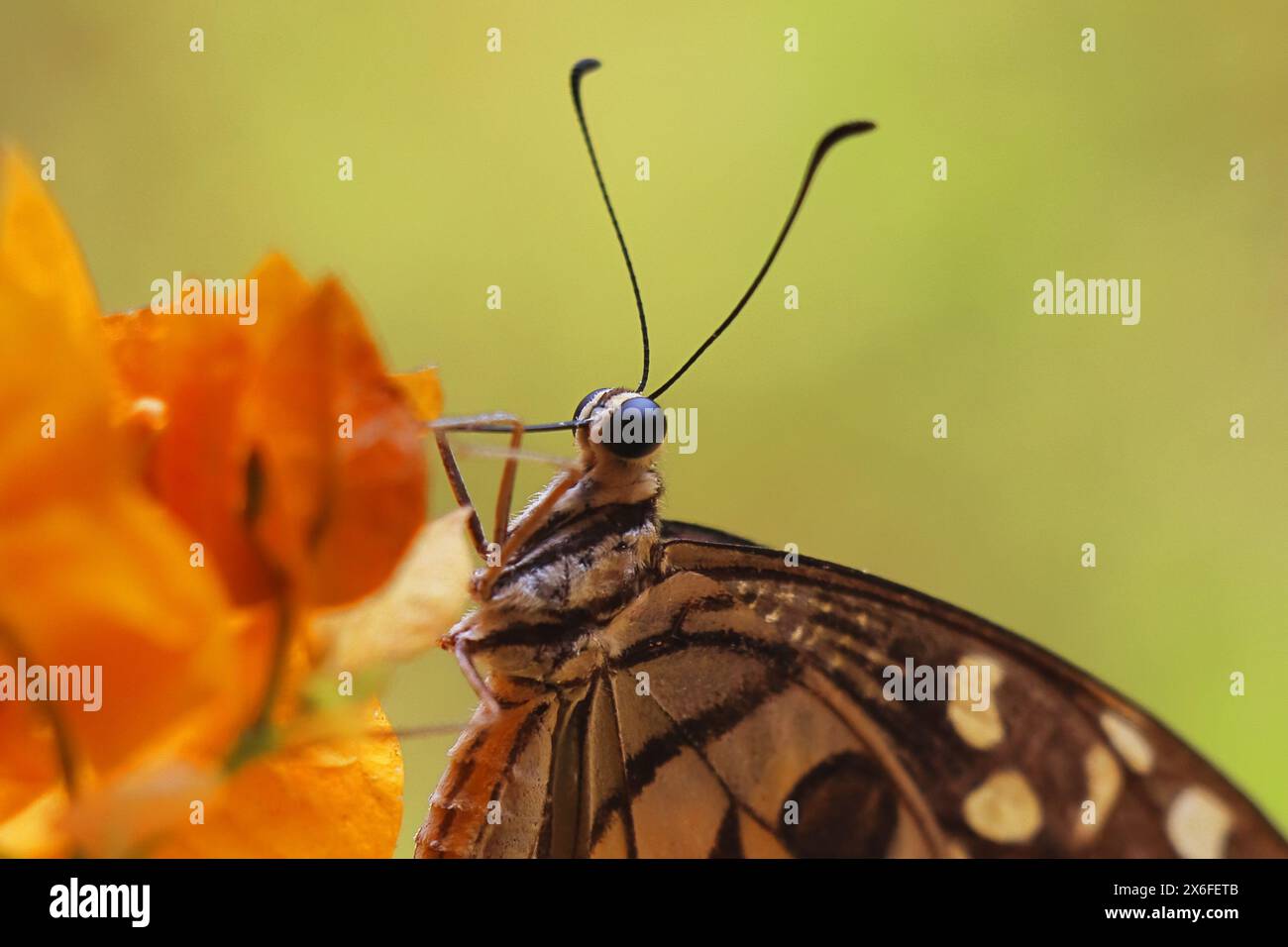 lime butterfly or lemon butterfly (papilio demoleus) also known as ...