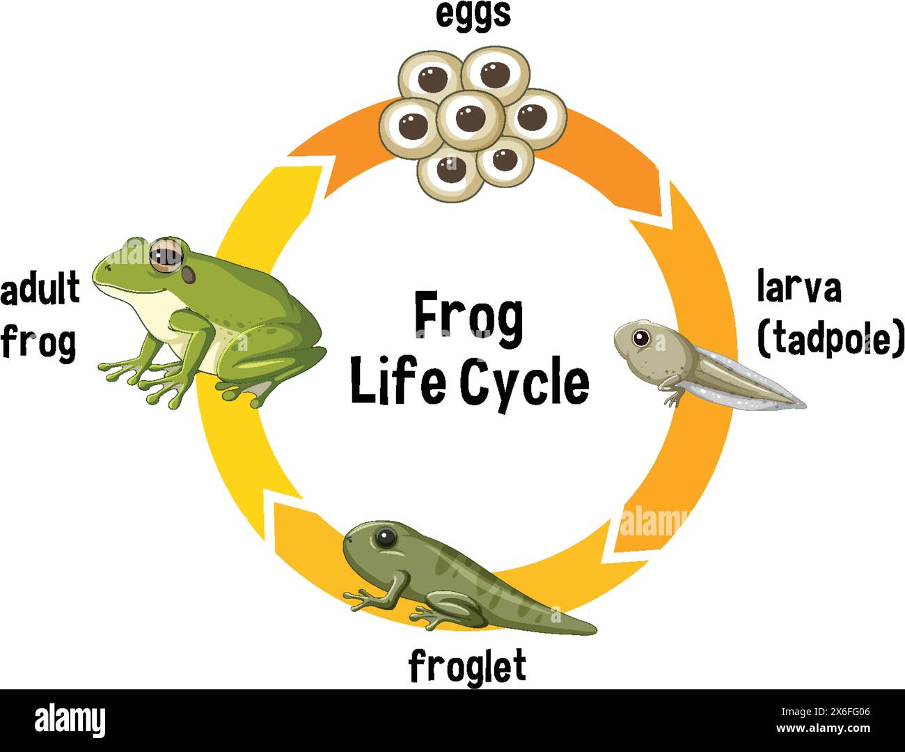 Stages from egg to adult frog Stock Vector Image & Art - Alamy