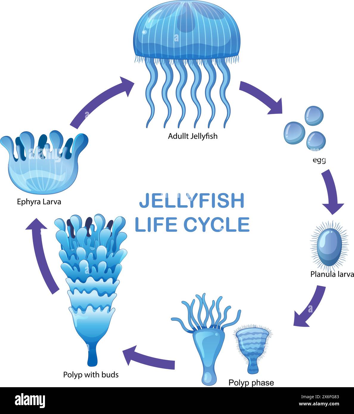 Developmental stages of aquatic creatures hi-res stock photography and images - Alamy