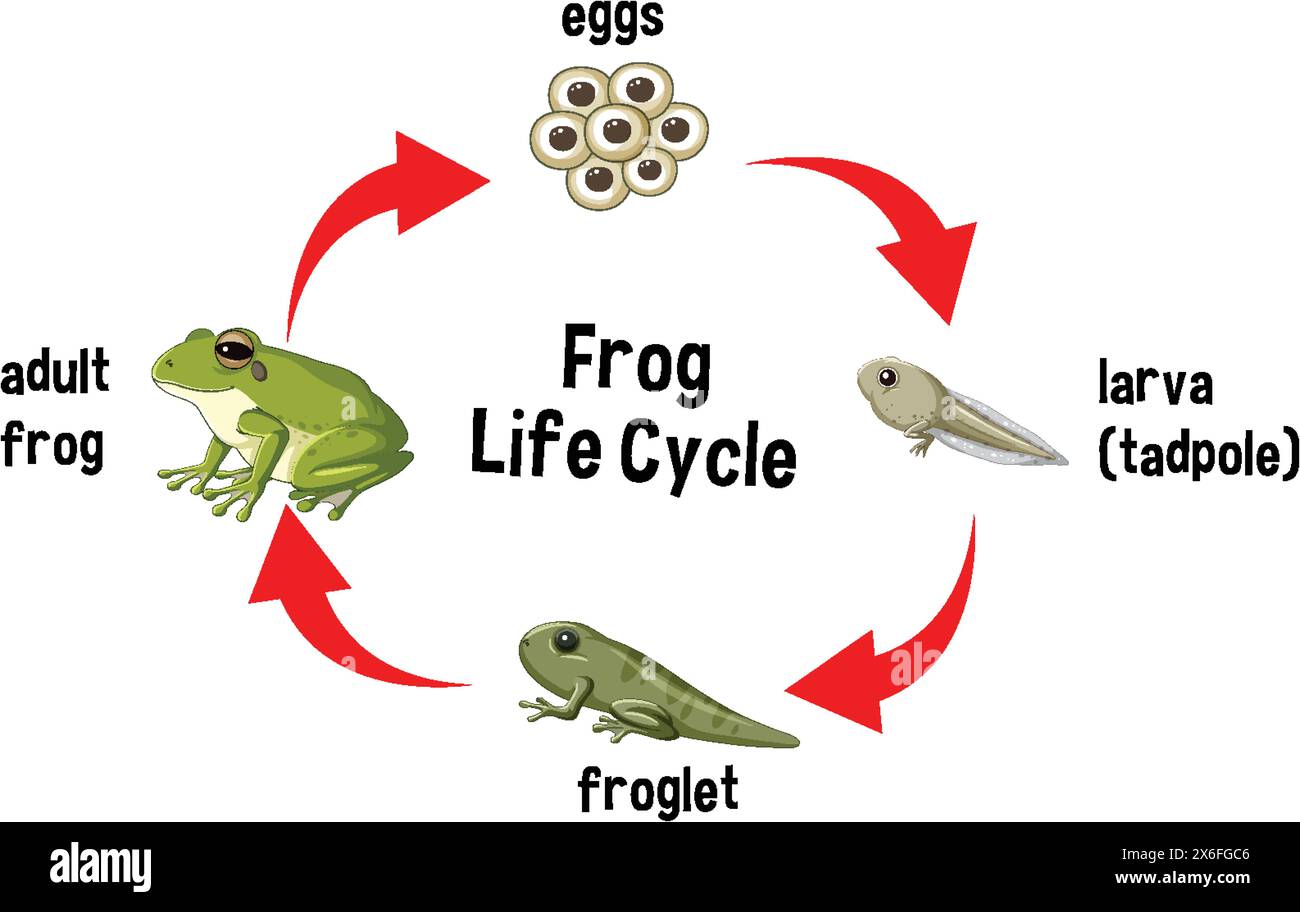 Lifecycle frog Cut Out Stock Images & Pictures - Alamy