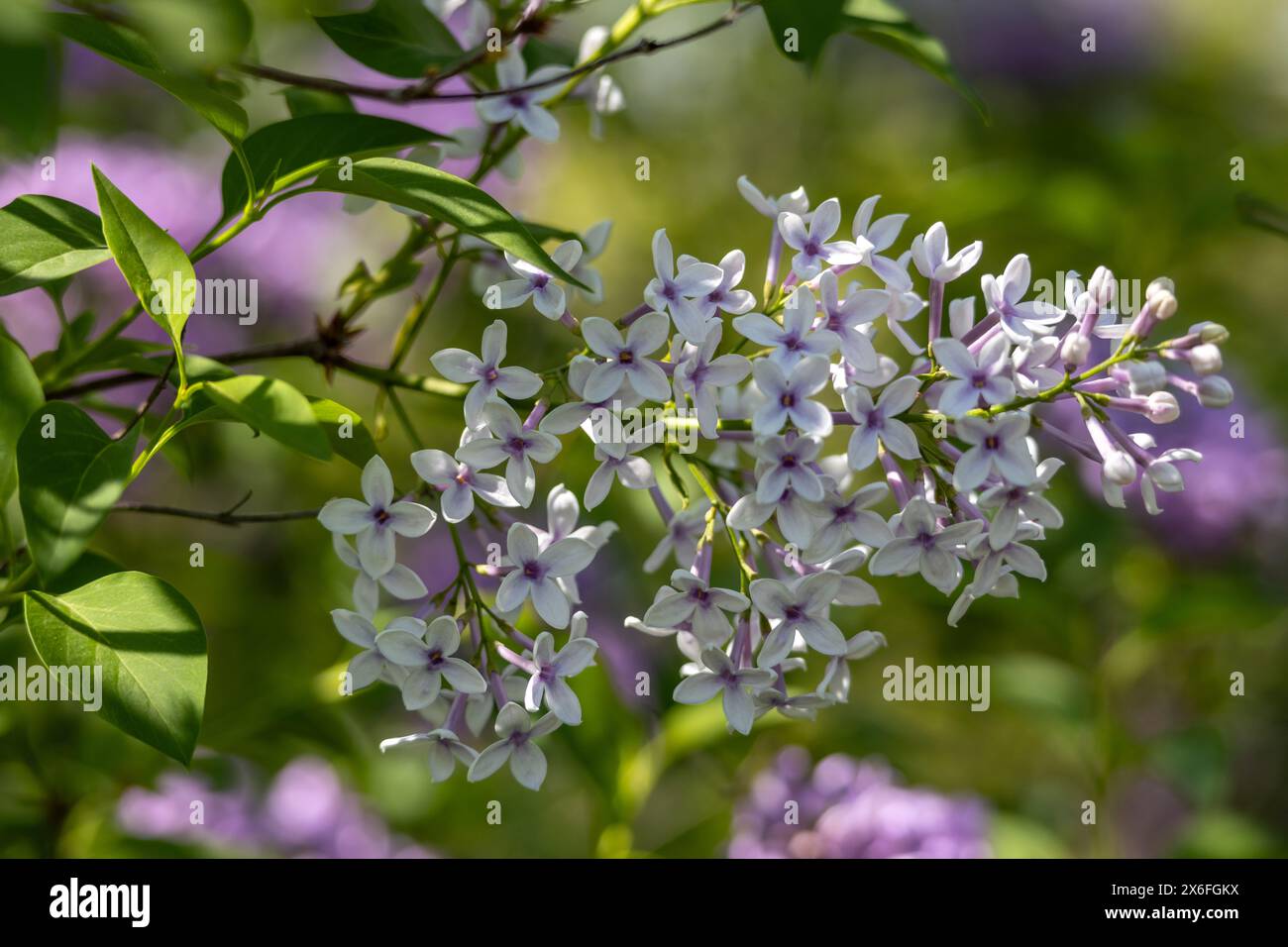 Full frame macro abstract texture background of white color flower ...