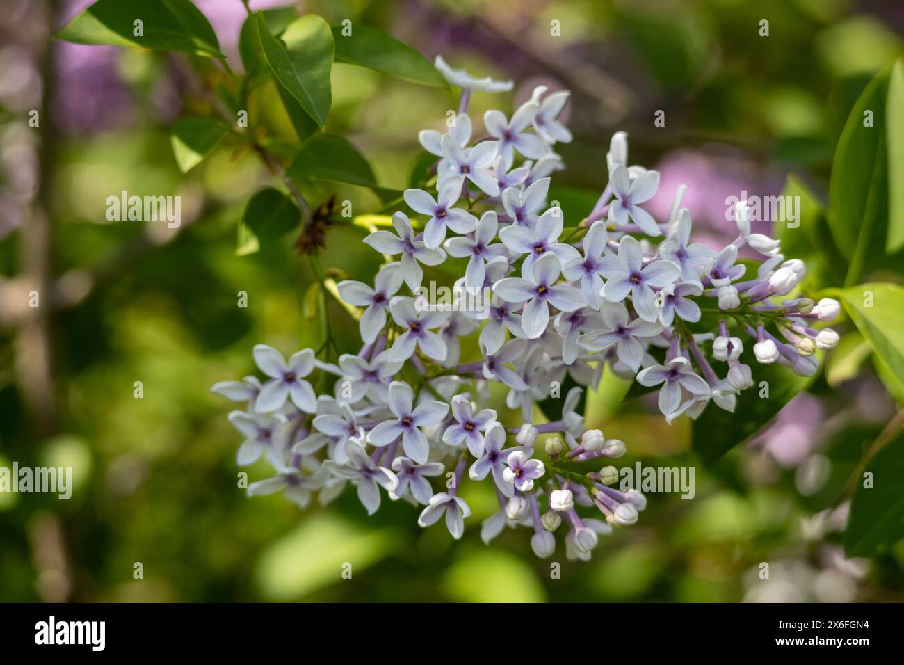 Full frame macro abstract texture background of white color flower ...
