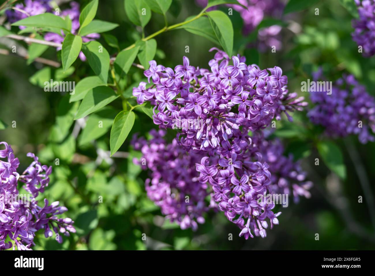 Full frame macro abstract texture background of lavender color flower ...