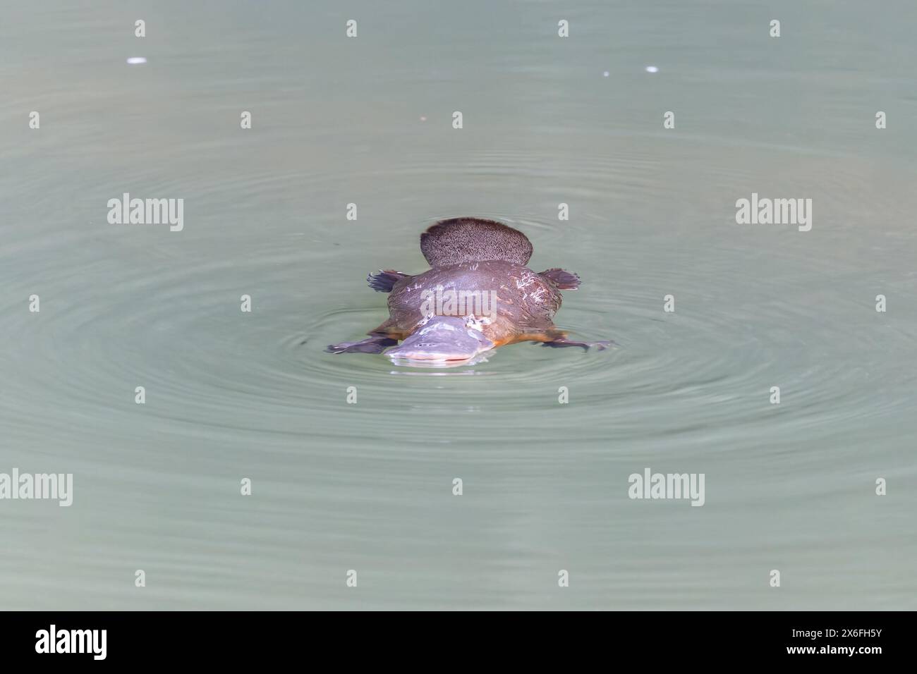 front view of a platypus chewing something in the broken river at ...