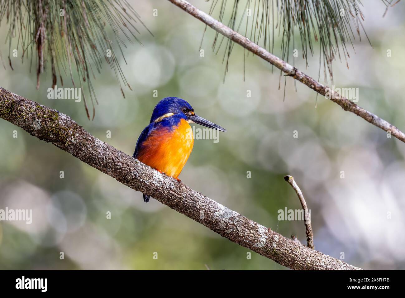 side view of an azure kingfisher perching on a branch at eungella ...