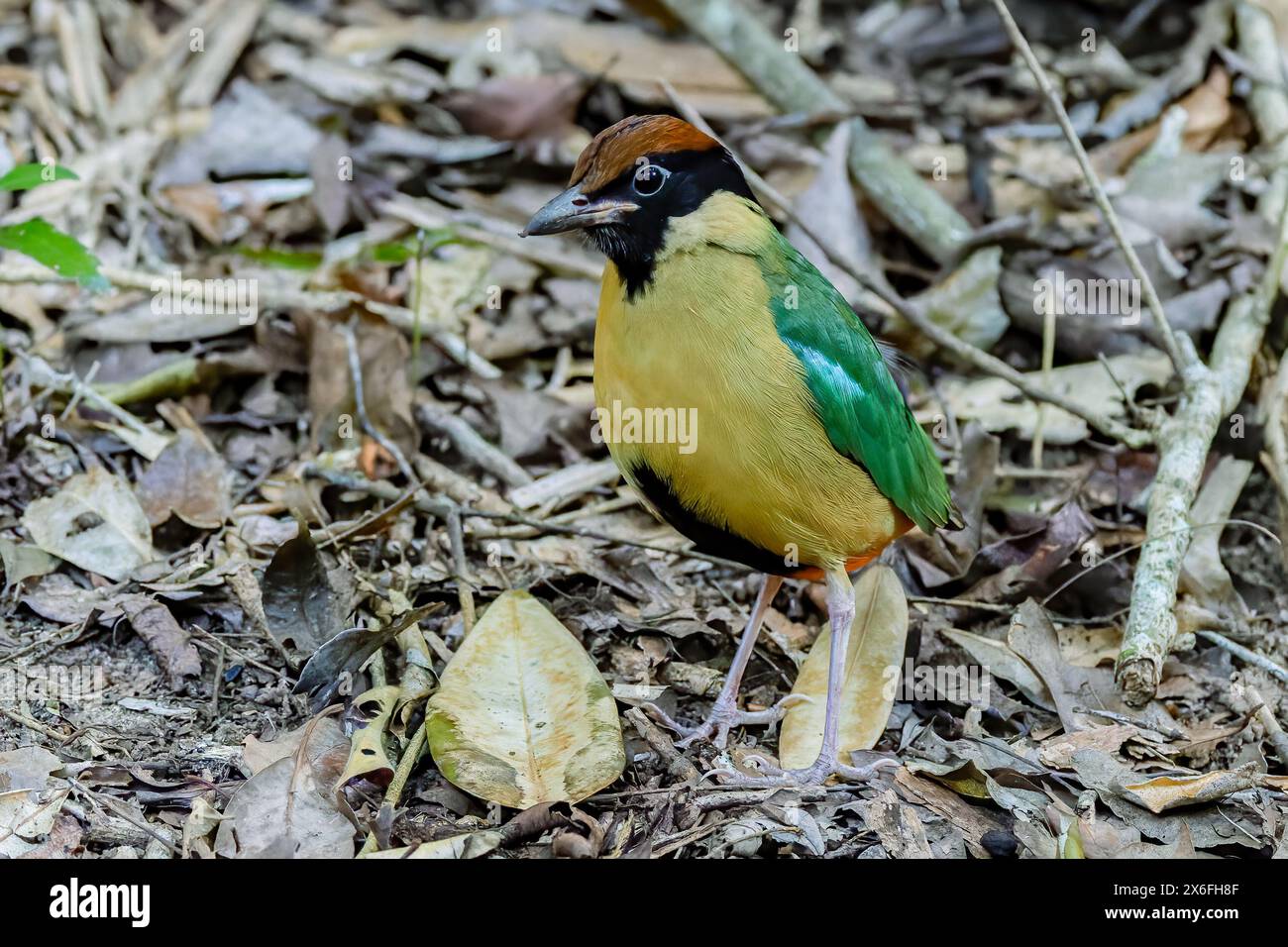 front view of a noisy pitta in the rainforest at eungella national park ...