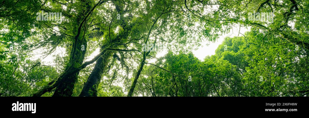 Green tree forest with sunlight through green leaves. Natural carbon ...