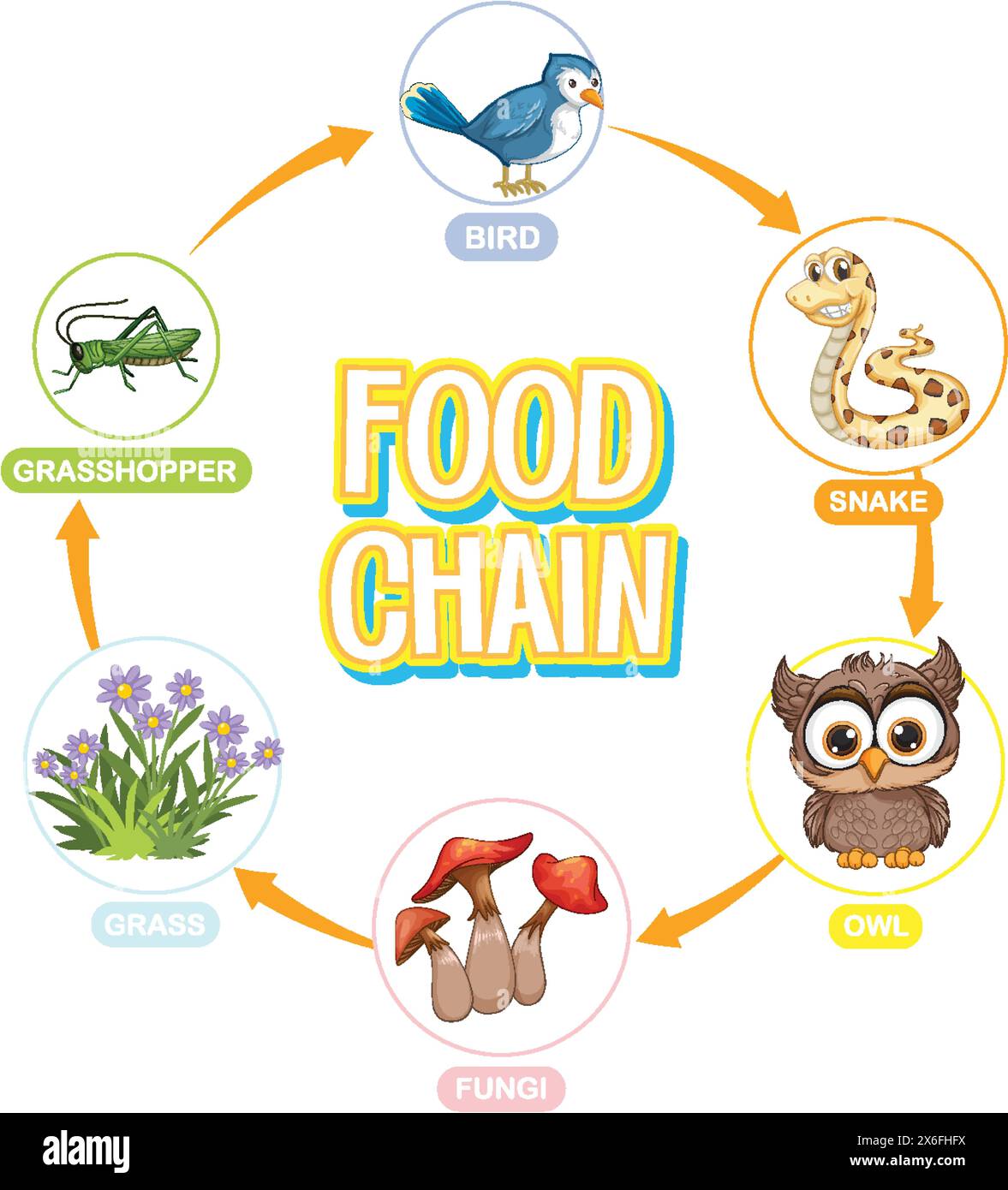 Food chain diagram vector vectors Stock Vector Images - Alamy