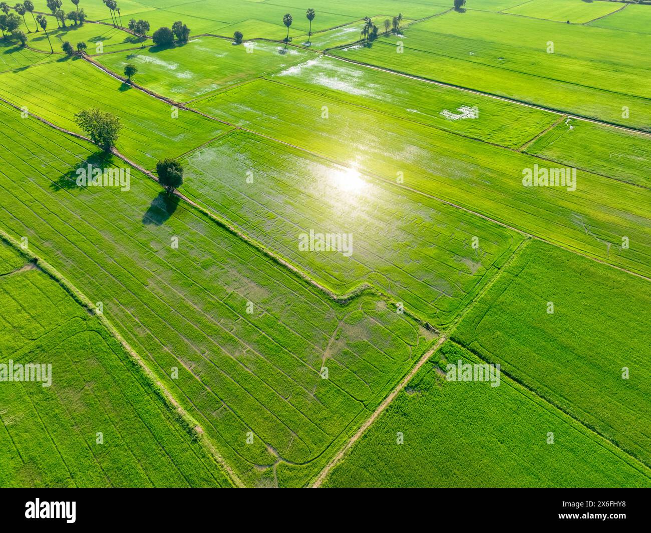 Aerial view of green rice field. Above view of agricultural field. Rice ...