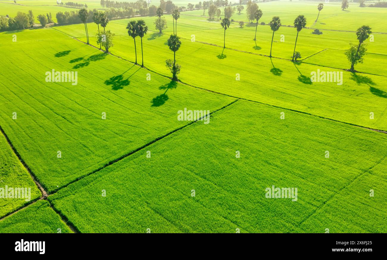 Aerial view of green rice field. Above view of agricultural field. Rice ...