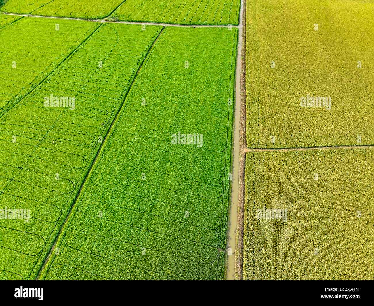 Aerial view of green and yellow rice fields. Sustainable agriculture ...