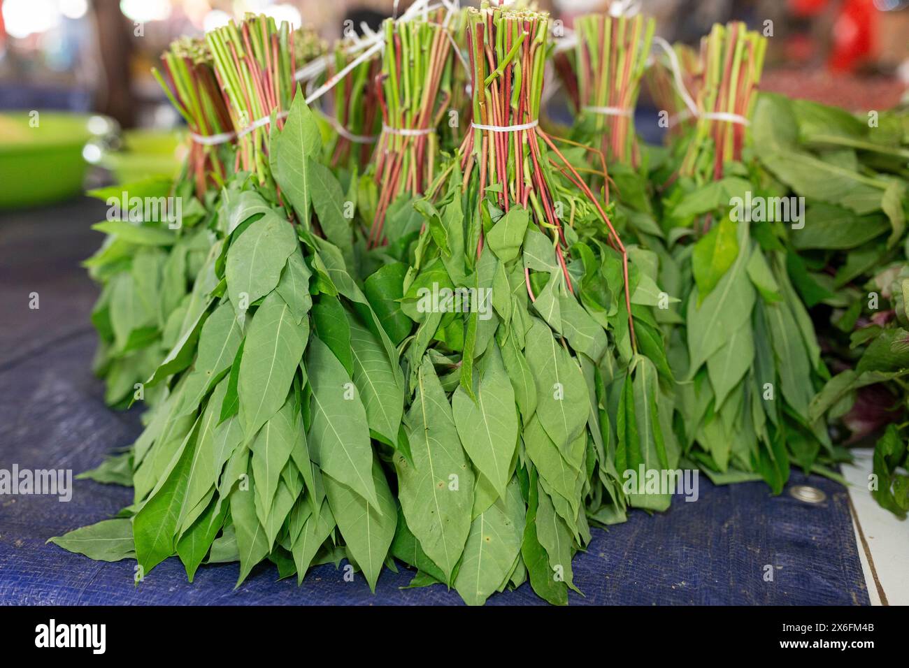 Fresh cassava leaves for sale at Mercado Taibesi, Dili, Timor-Leste ...