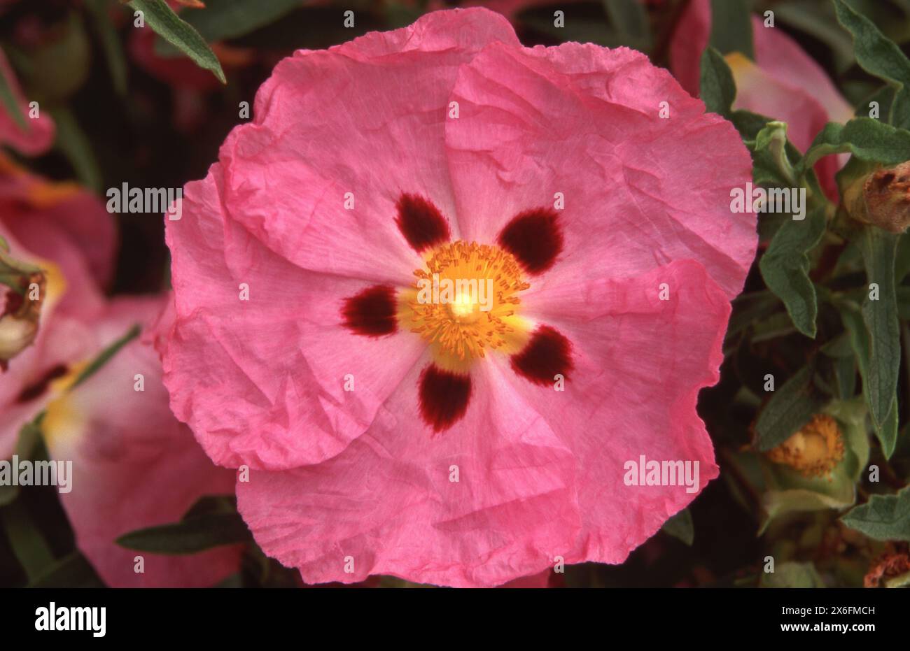 CLOSE-UP OF A ROCK ROSE (CISTUS Stock Photo - Alamy