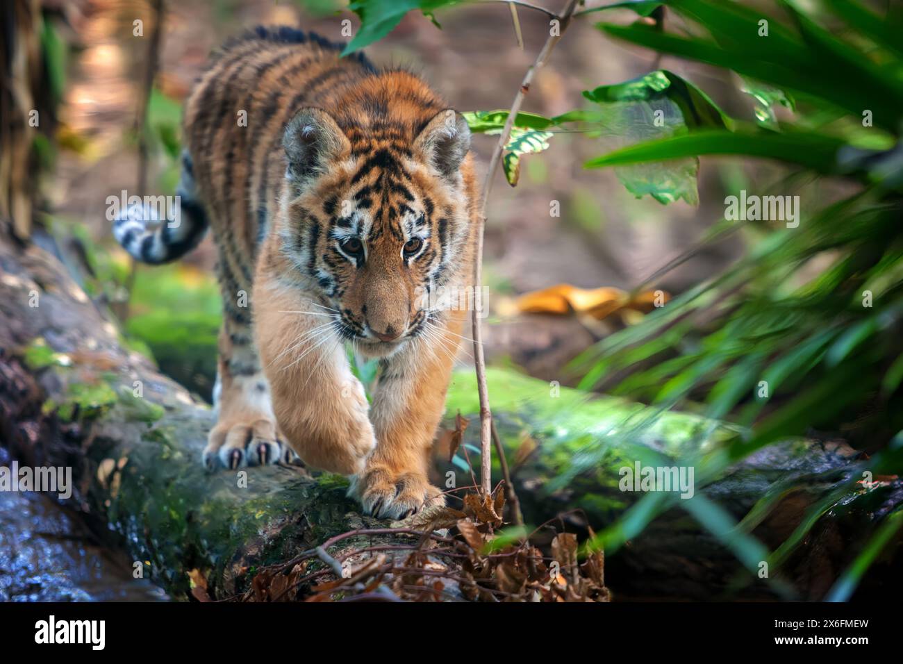 Tiger cub in the wild. Animal on branch. Wild cat in nature habitat ...