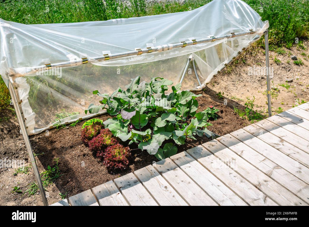 DIY plastic greenhouse or foil greenhouse for food production for small ...