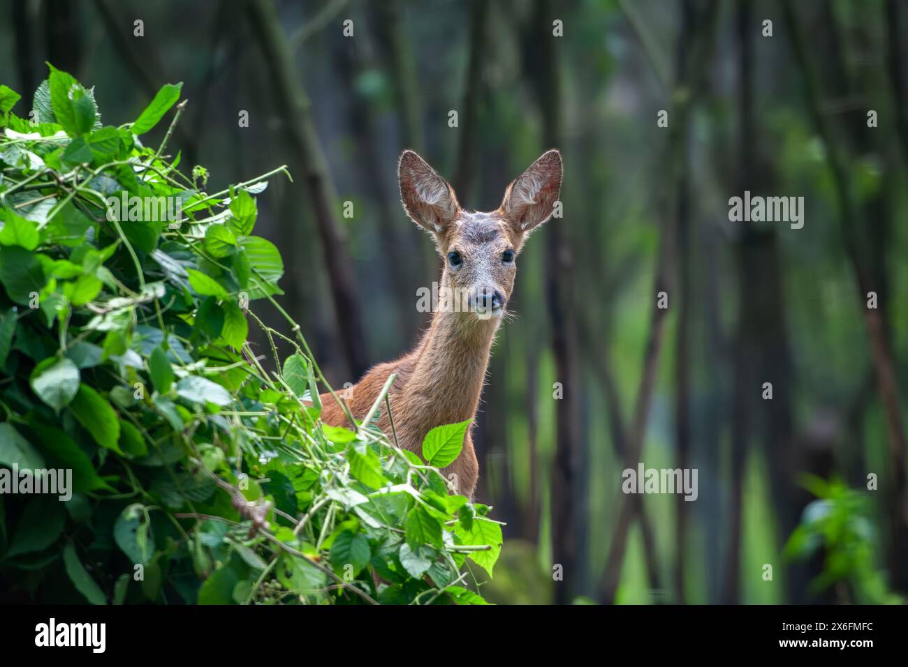 Young deer stands in a grassy field with tall trees in the background ...