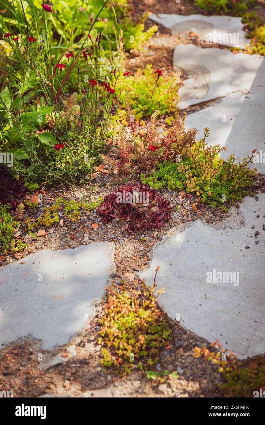 Detail of garden path with stone slabs with gravel, succulents and ...