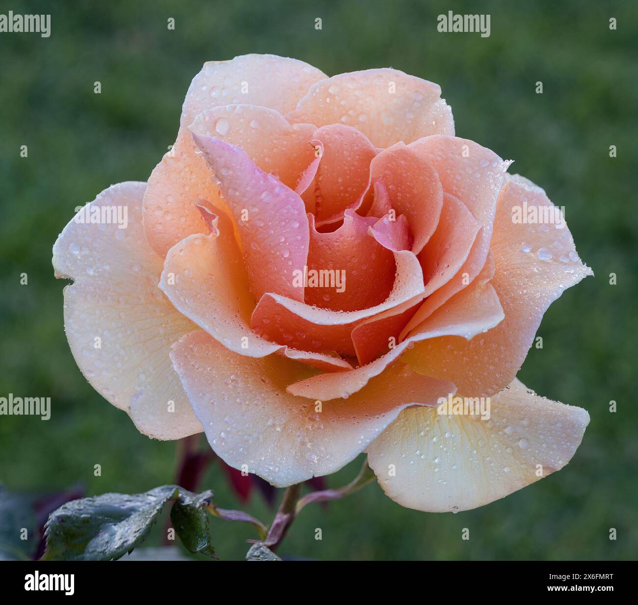 Hybrid tea rose brandy hi-res stock photography and images - Alamy