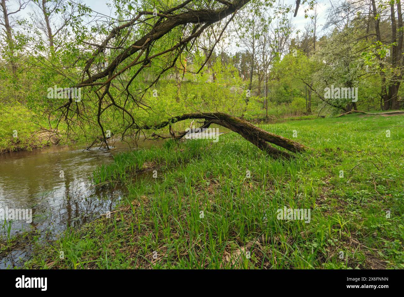Bank in spring hi-res stock photography and images - Alamy