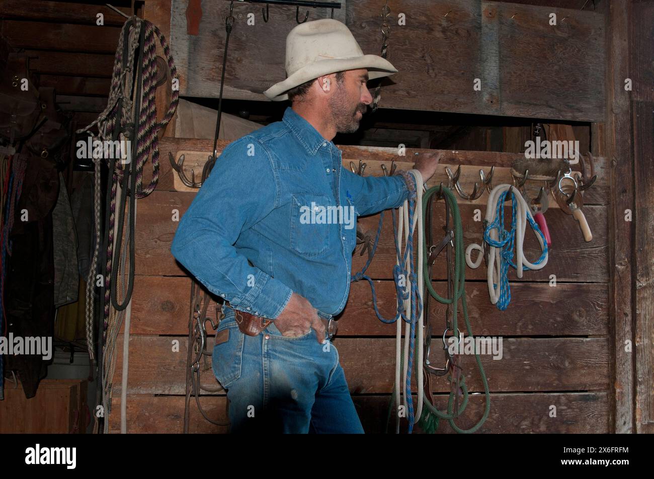 Montana cowboy in horse tack room (MR Stock Photo - Alamy