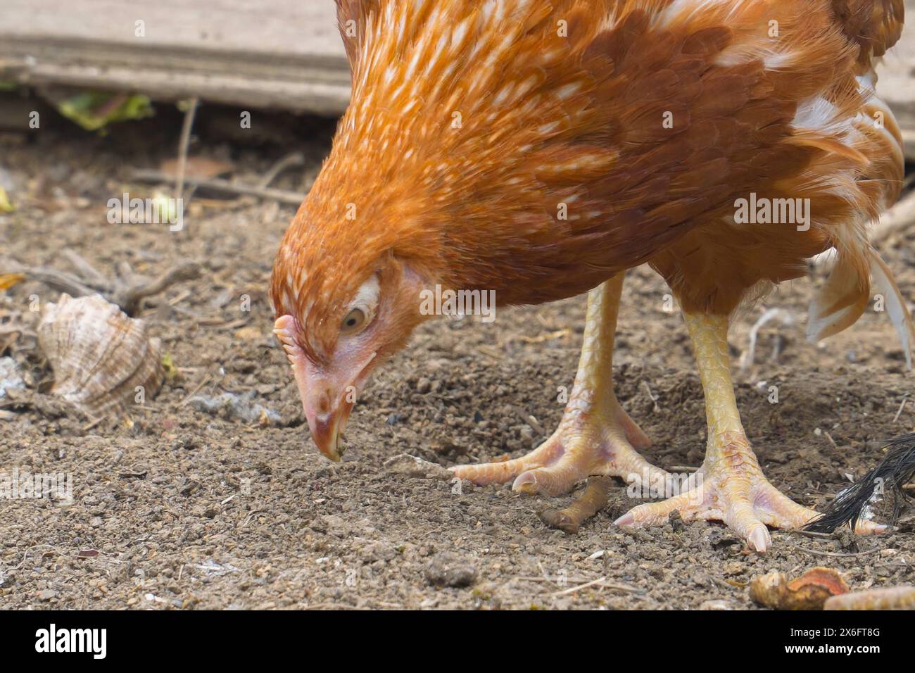Domestic chicken in the pen peck their food Stock Photo - Alamy