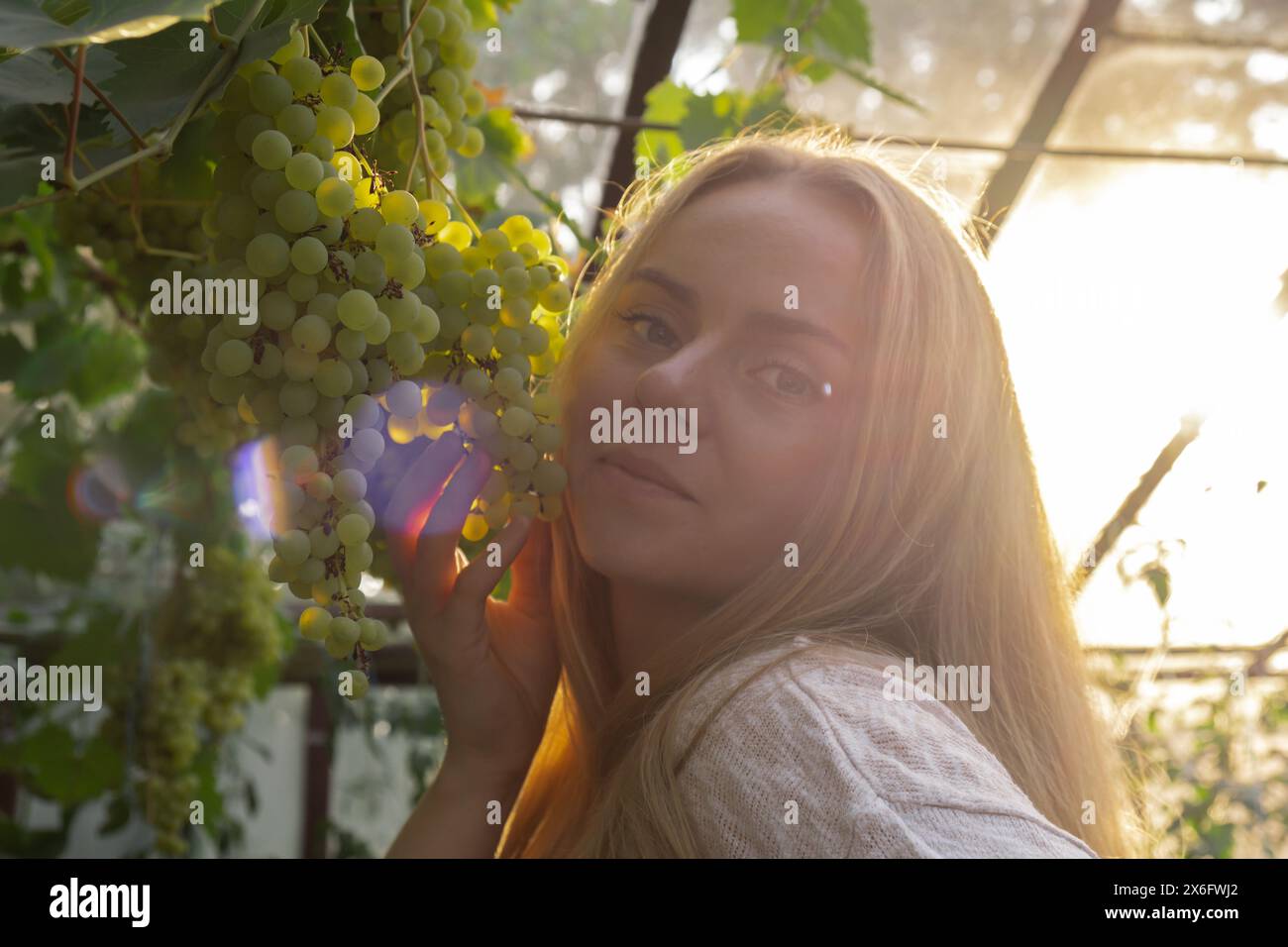 Winemaker happy for harvest grape in vineyard open air during sunset ...