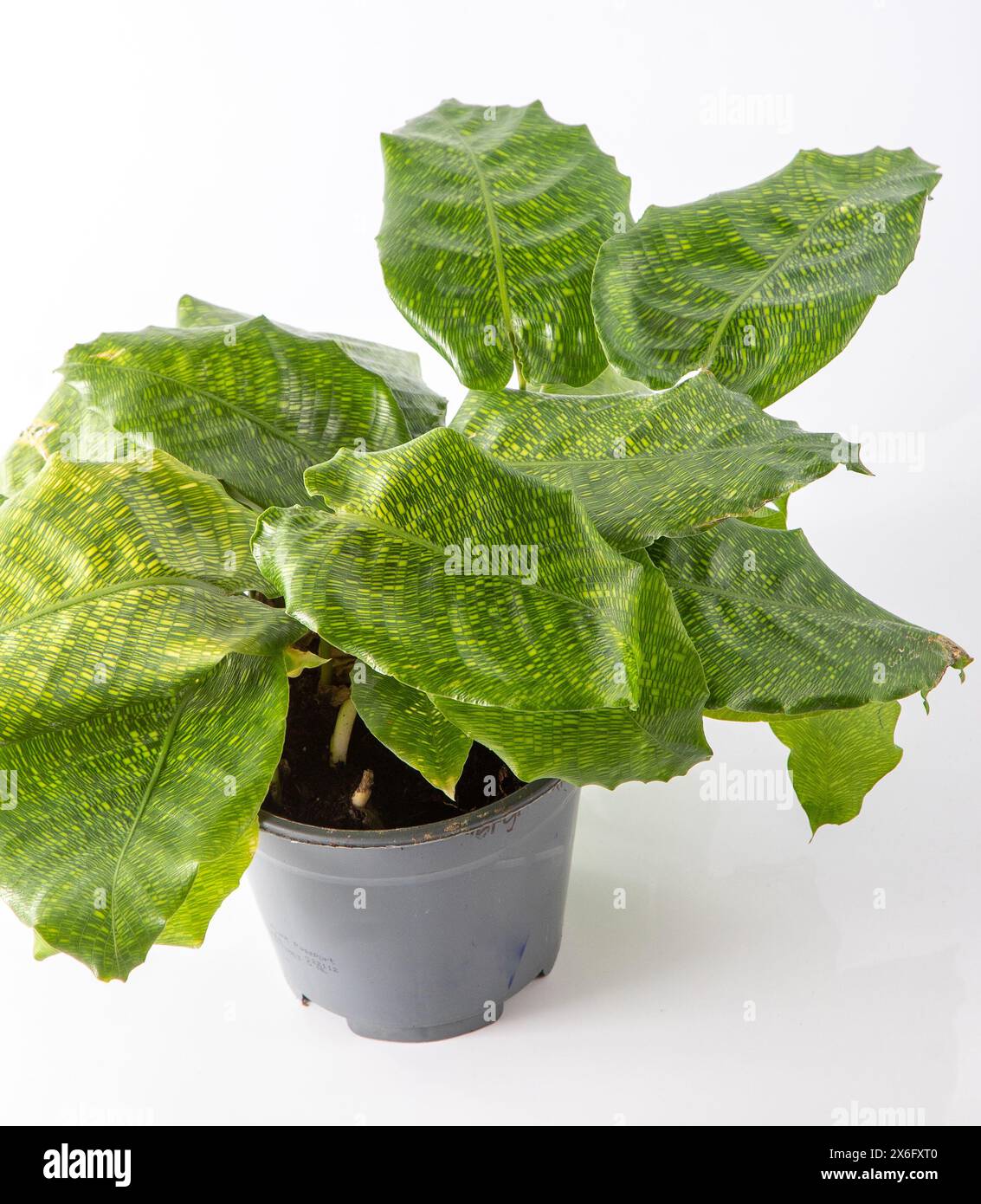 Calathea Musaica plant. Green leaves Calathea network flower in a pot ...