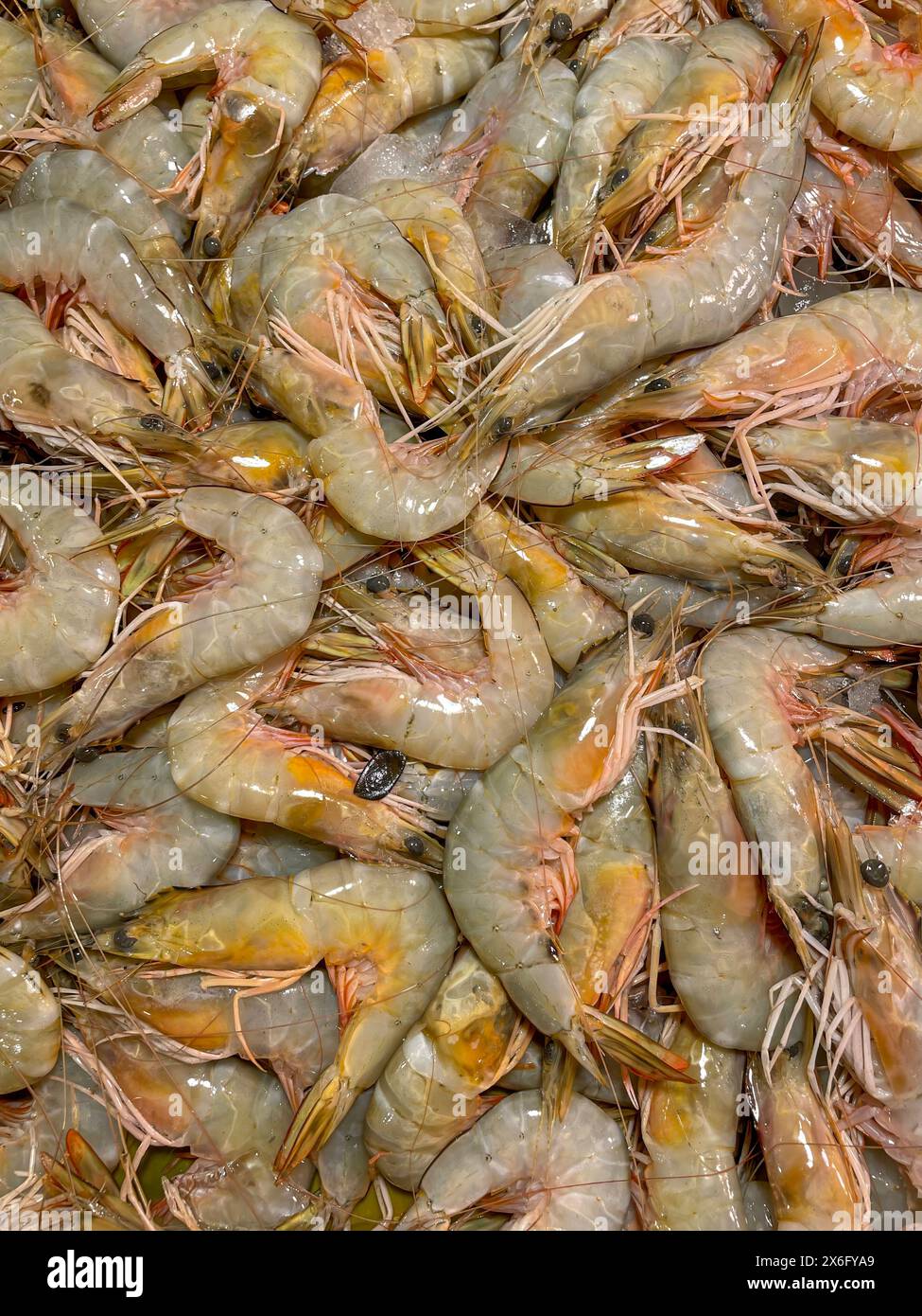 fresh salt water shrimp in market.this photo was taken from Bangladesh ...