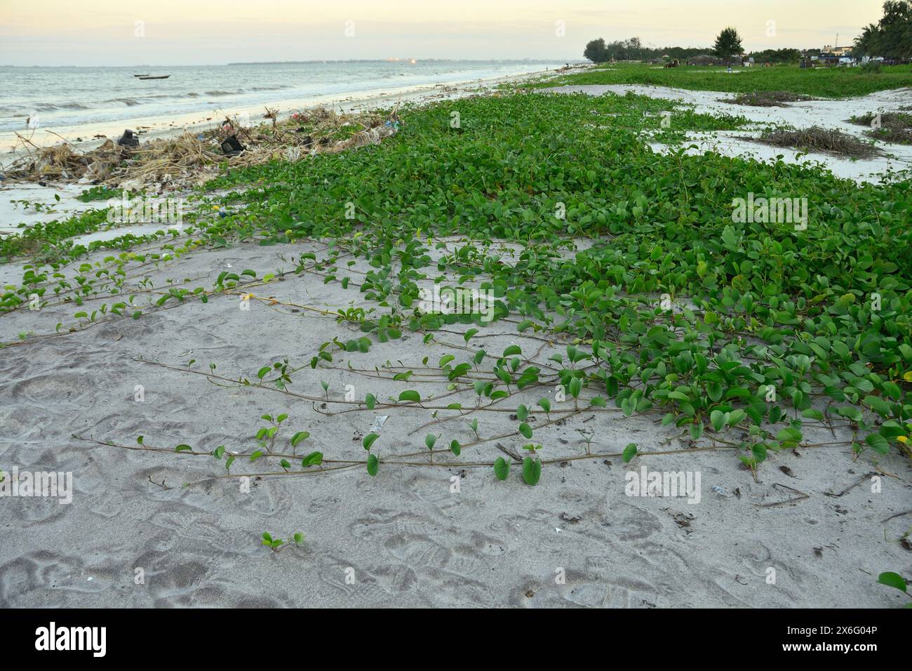 Pomoea pes-caprae, bayhops, bay-hops, morning glory, railroad vine ...
