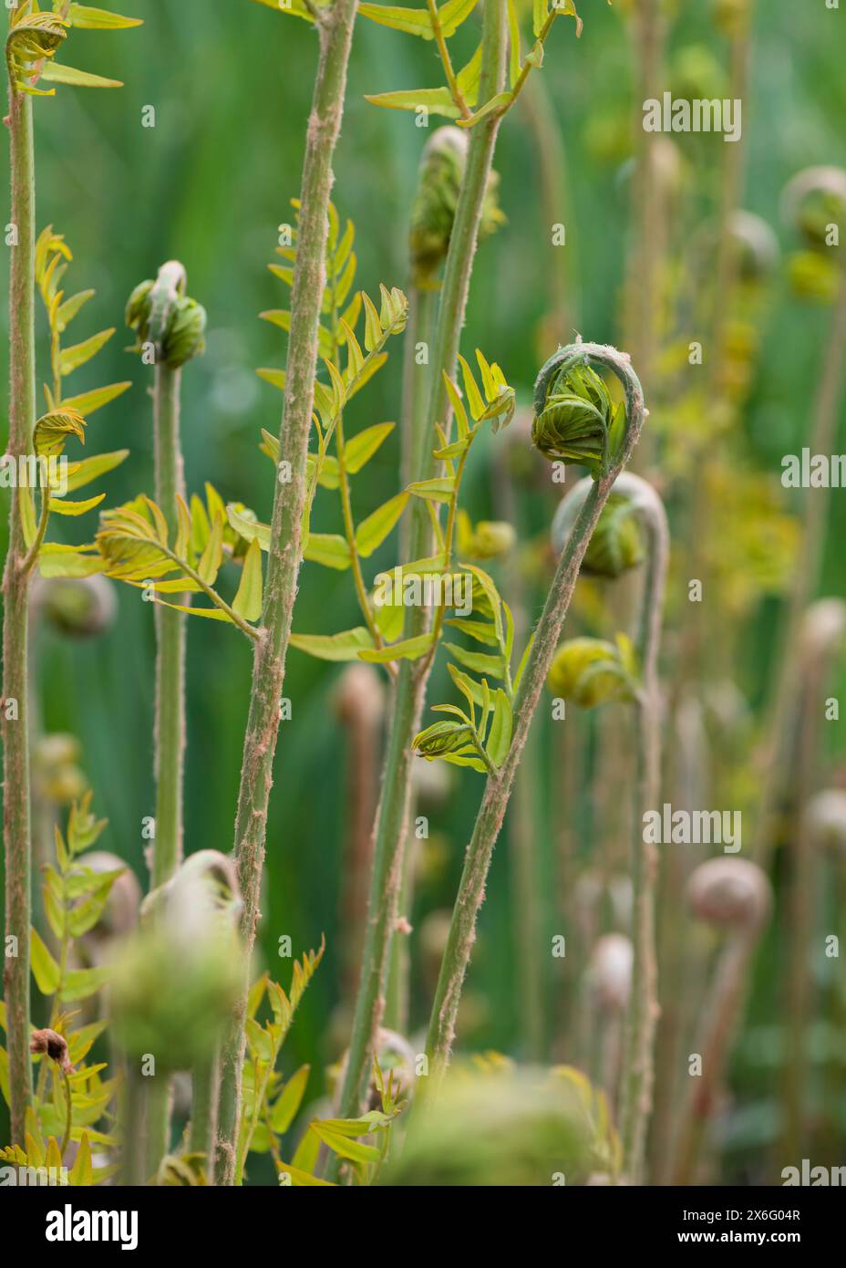 Dryopteris Ferns uncurling Stock Photo - Alamy