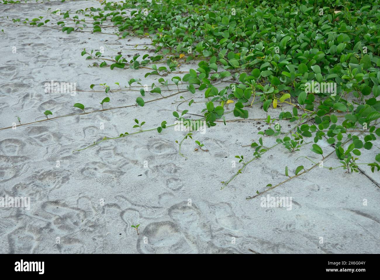 Pomoea pes-caprae, bayhops, bay-hops, morning glory, railroad vine ...