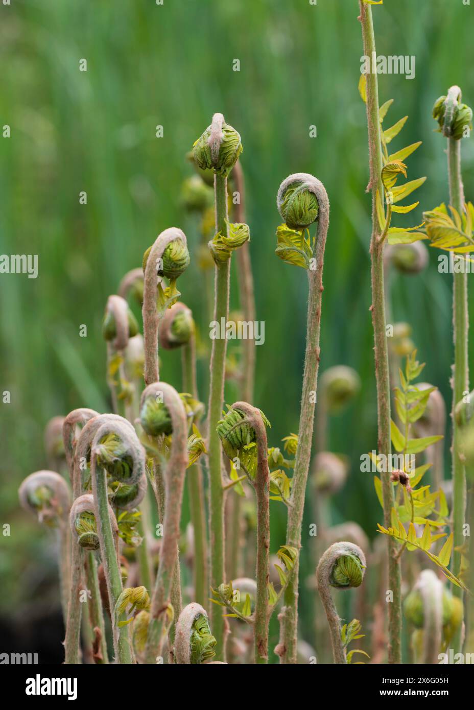 Dryopteris Ferns uncurling Stock Photo - Alamy