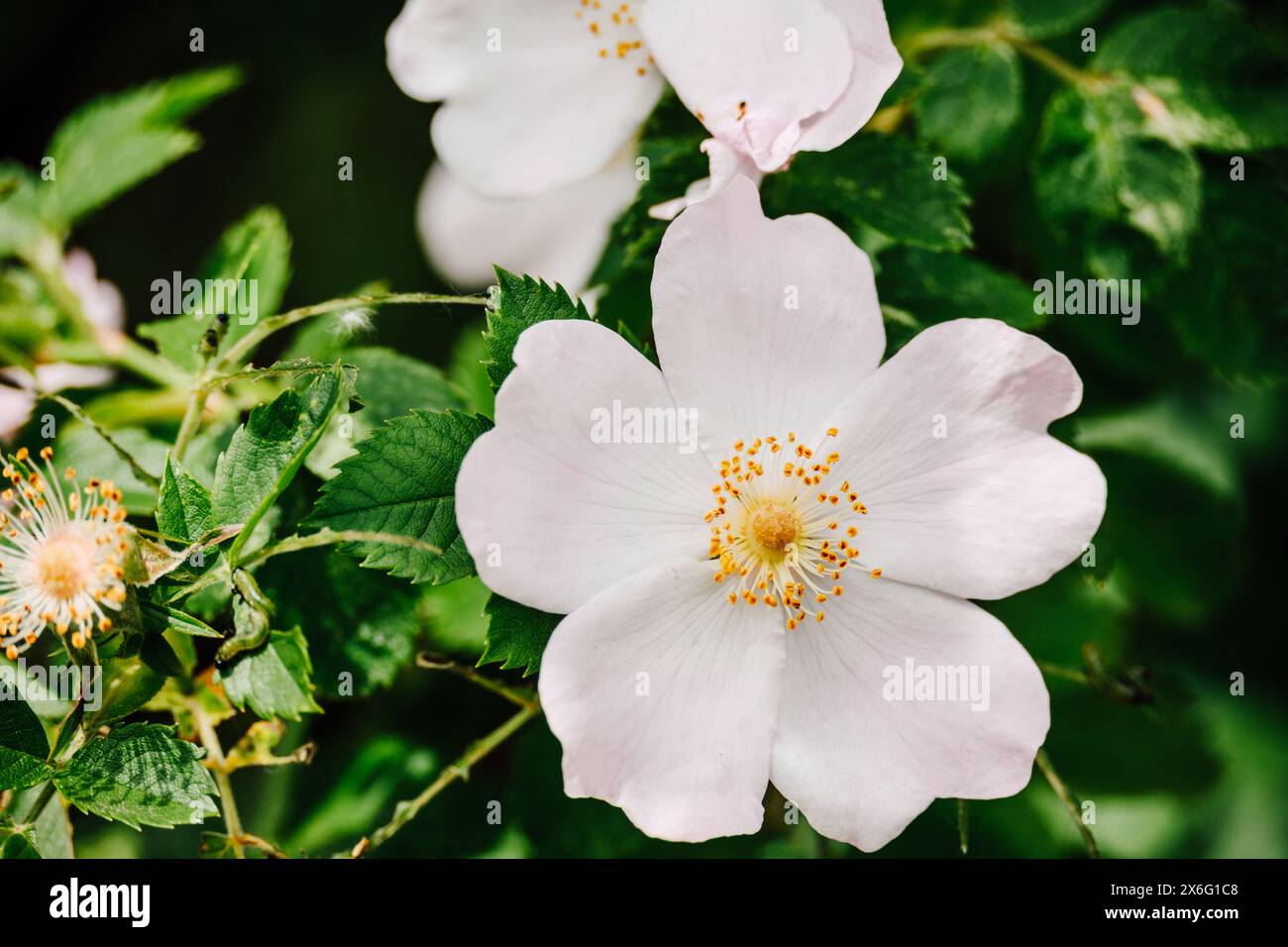 Blooming Dog Rose, Rosa Canina Stock Photo - Alamy