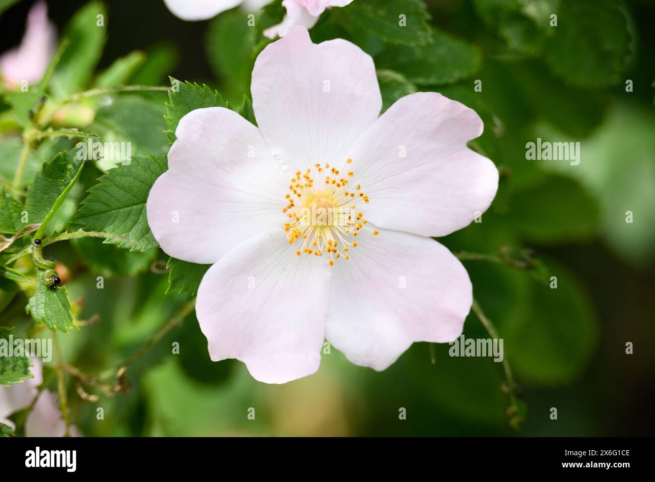 Blooming Dog Rose, Rosa Canina Stock Photo - Alamy