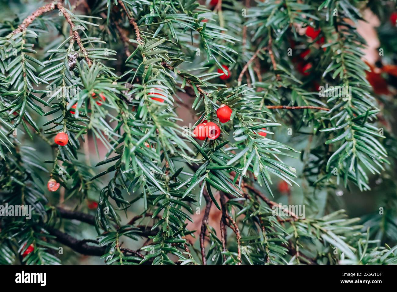 Taxus baccata, a species of evergreen tree in the family Taxaceae ...
