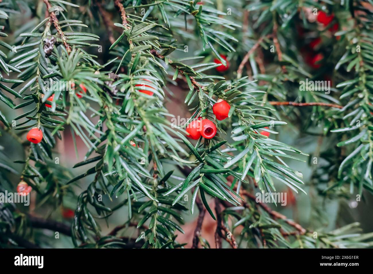 Taxus baccata, a species of evergreen tree in the family Taxaceae ...
