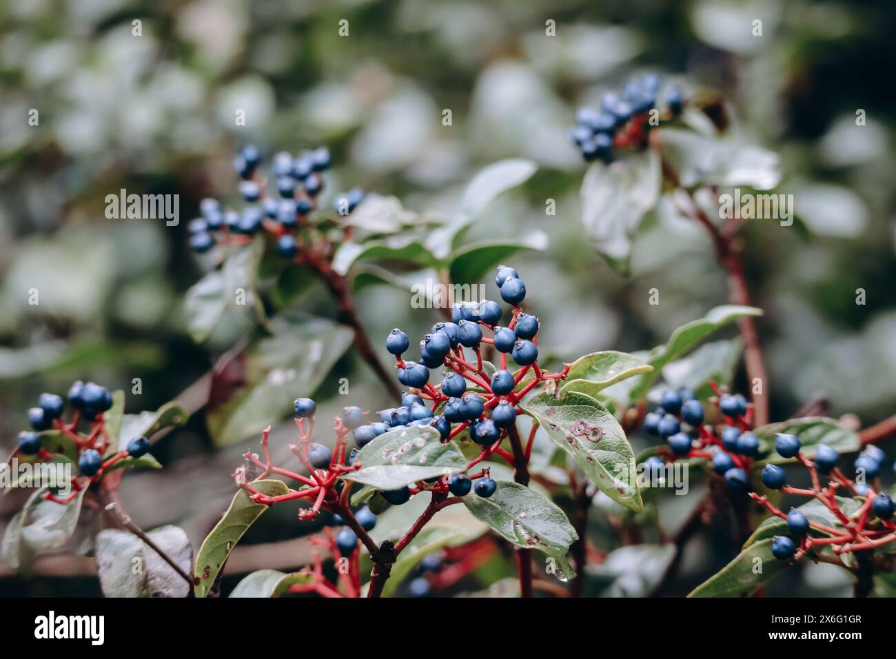 Viburnum tinus, the laurustinus, laurustine or laurestine, a species of ...