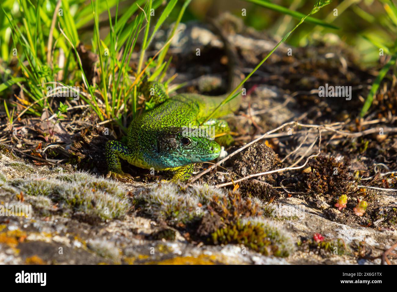 European green lizard Lacerta viridis emerging from the grass exposing ...