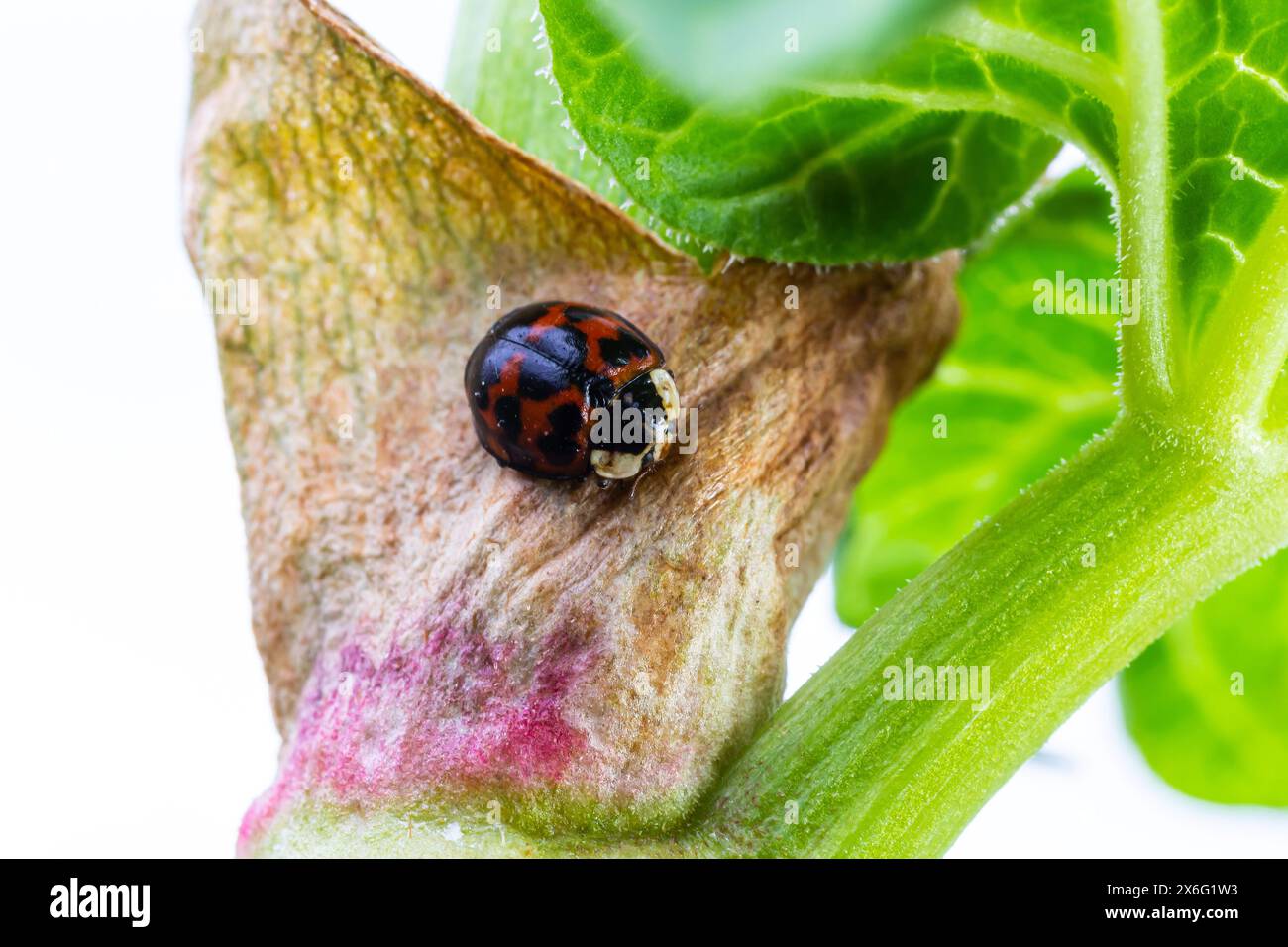 Asian ladybird beetle Namitento, Harmonia axyridis with orange spots on ...
