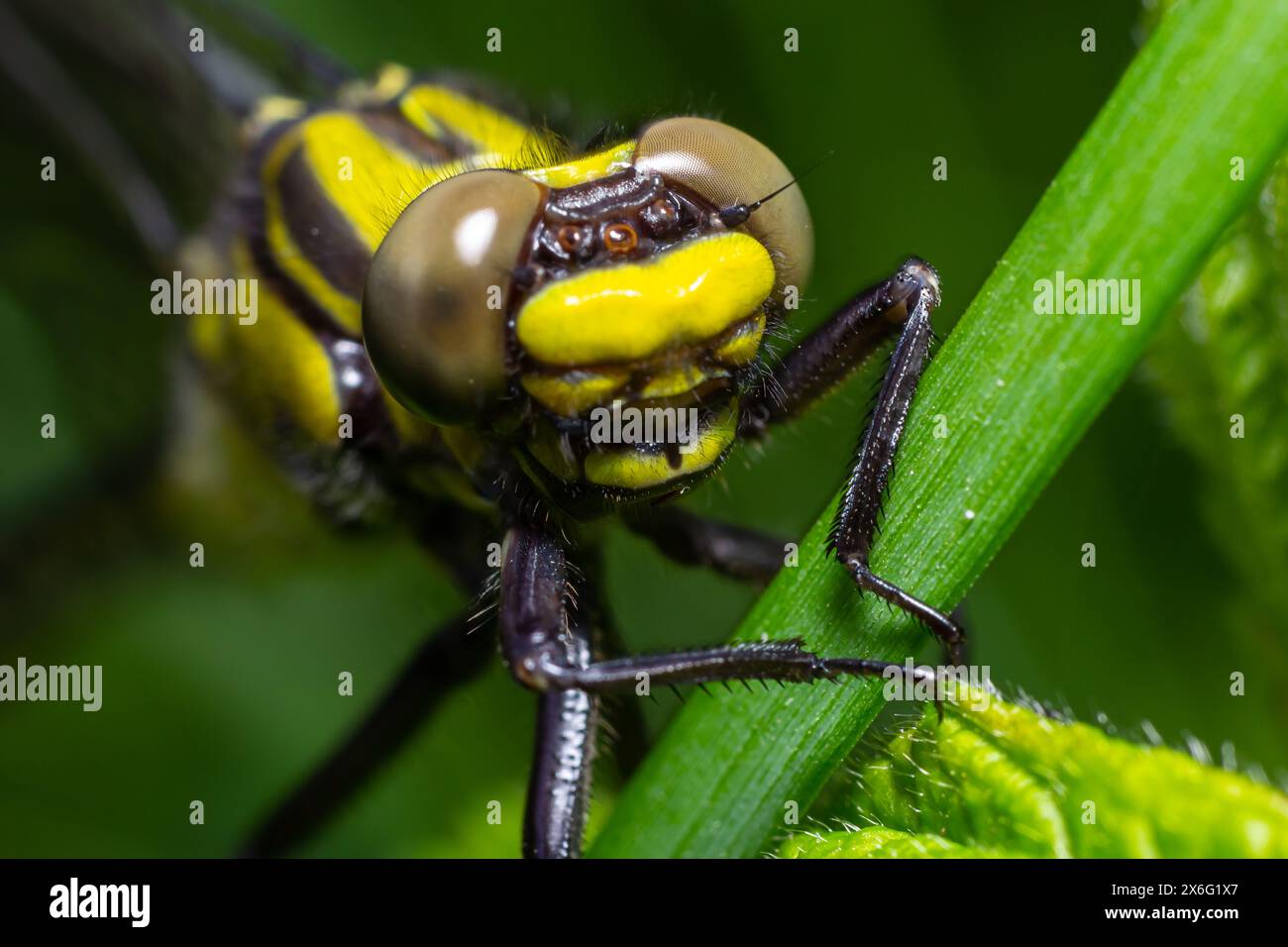 Larval dragonfly grey shell. Nymphal exuvia of Gomphus vulgatissimus ...