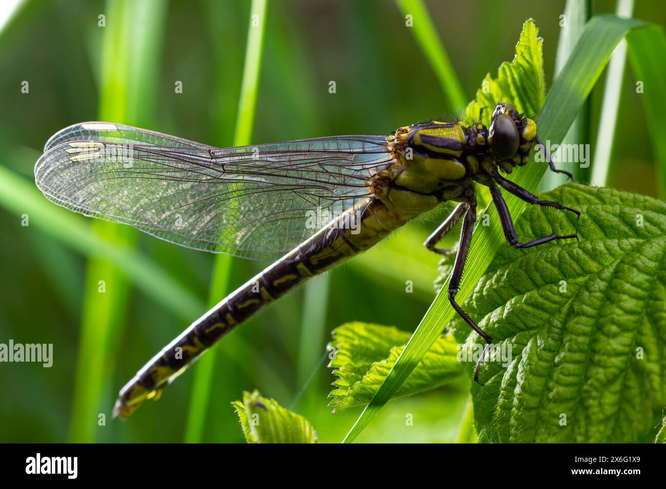 Larval dragonfly grey shell. Nymphal exuvia of Gomphus vulgatissimus ...