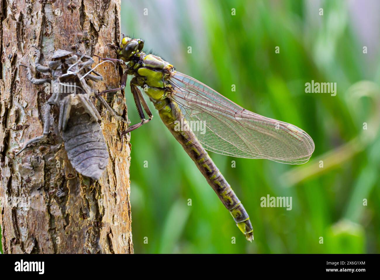 Larval dragonfly grey shell. Nymphal exuvia of Gomphus vulgatissimus ...