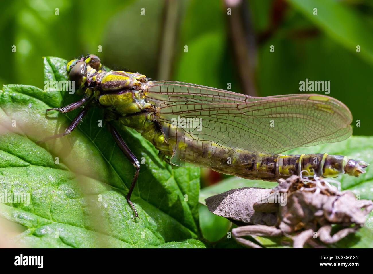 Larval dragonfly grey shell. Nymphal exuvia of Gomphus vulgatissimus ...
