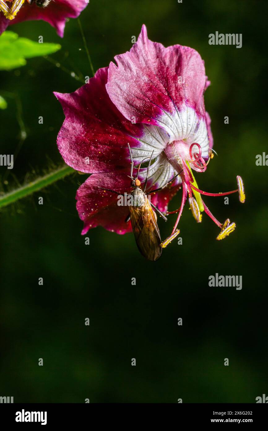Empis tesselata Dance Fly on a plant Stock Photo - Alamy