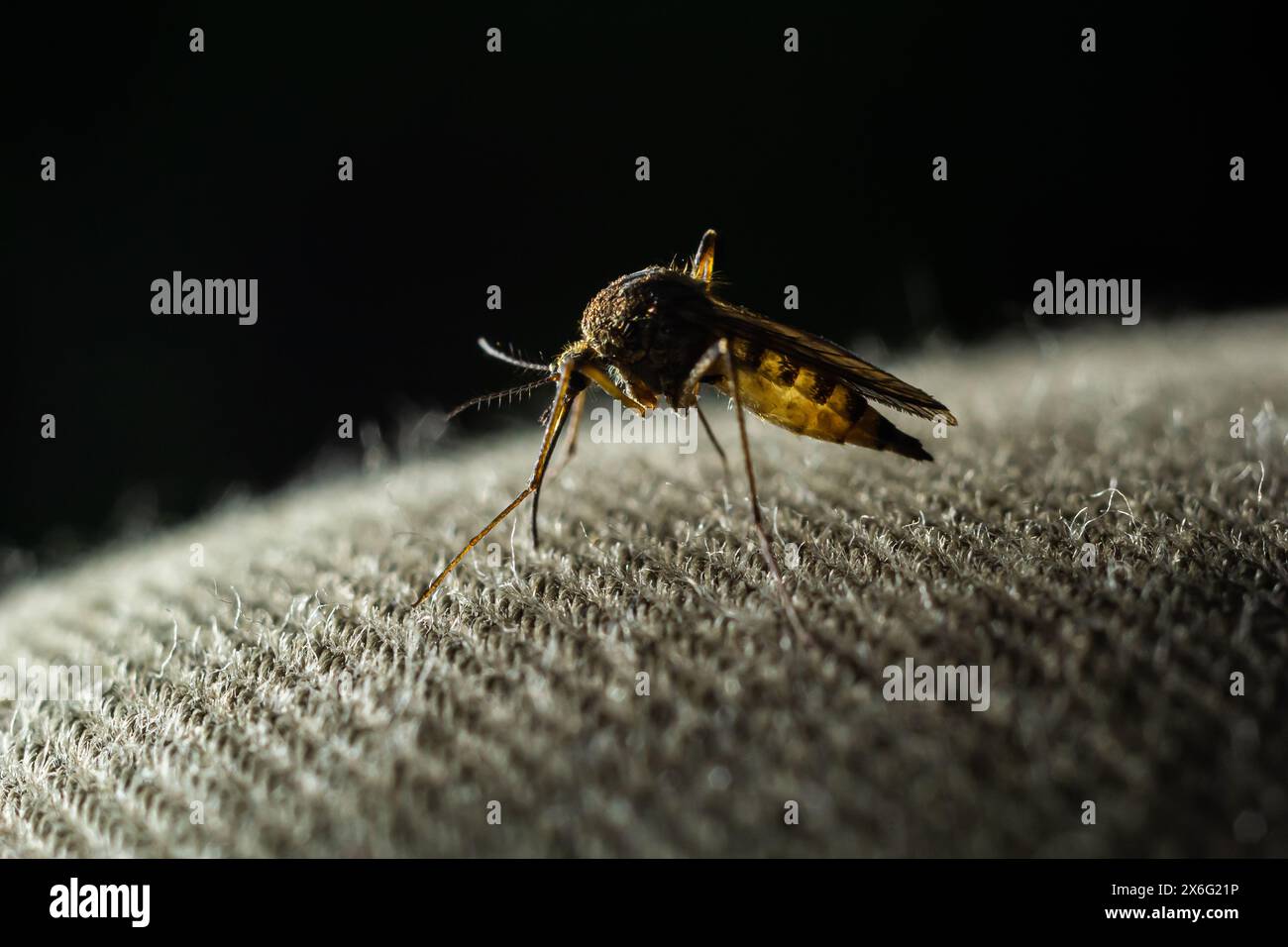 macro of Mosquito Suck in blood,Mosquito using mouth drill through ...